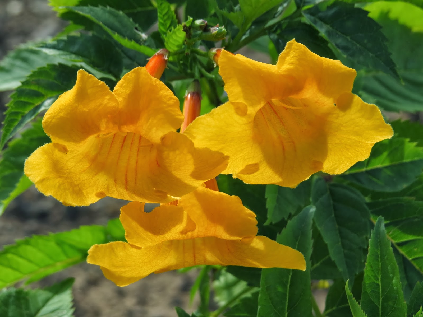 Musings: Tecoma hybrid Sierra Apricot