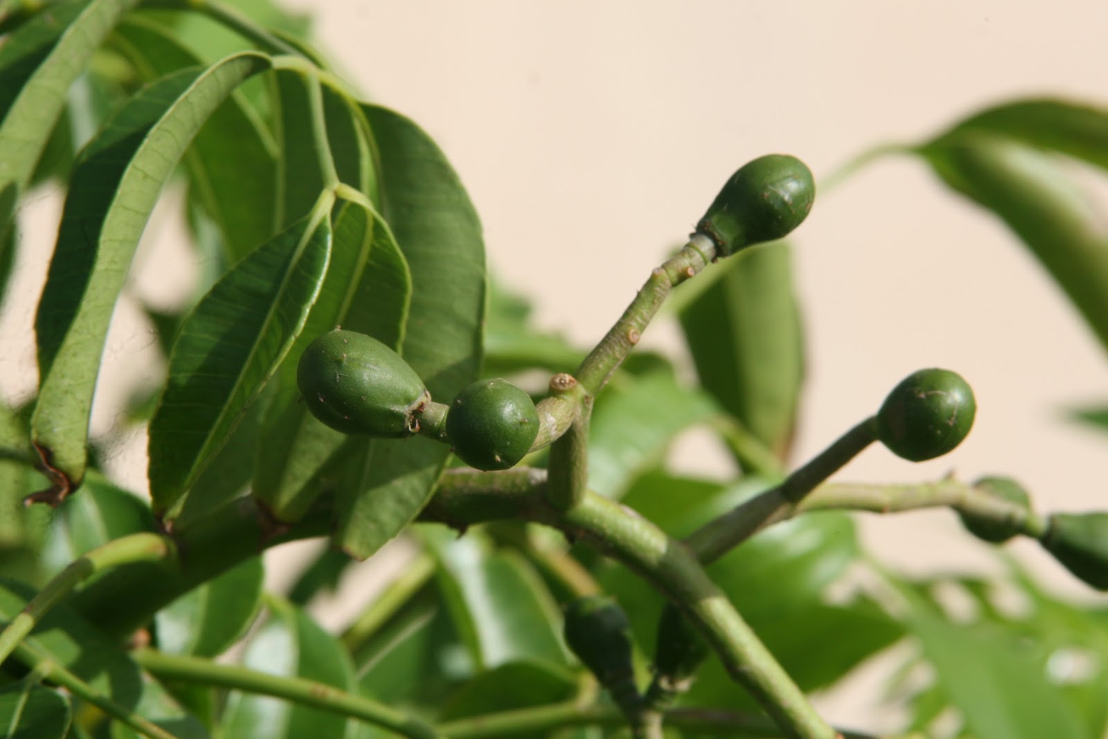 My Tropical Organic Garden: Growing Pommecythere in my tropical organic ...