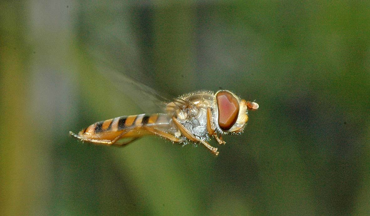 CABINET OF CURIOSITIES: Hoverfly