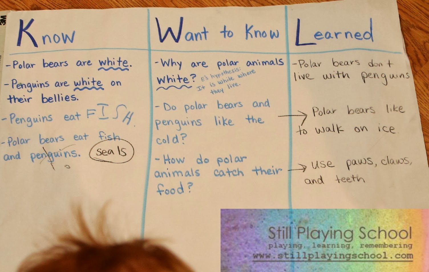 Polar Animal Sort: Arctic vs Antarctic | Still Playing School