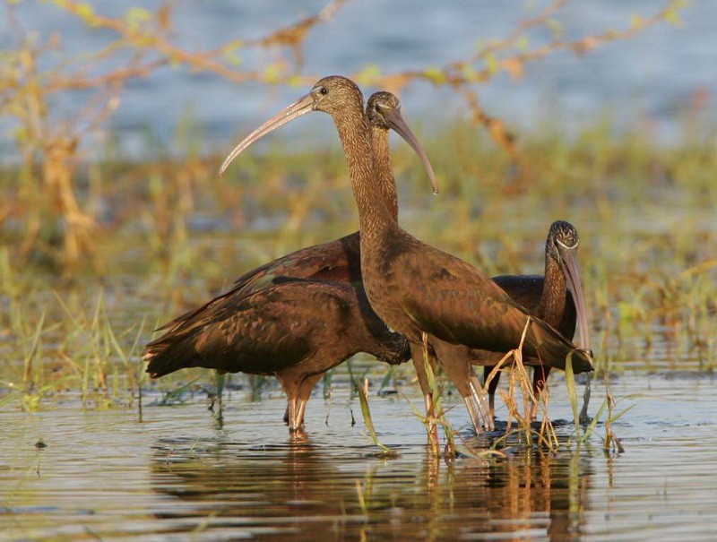 Glossy Ibis | The Life of Animals