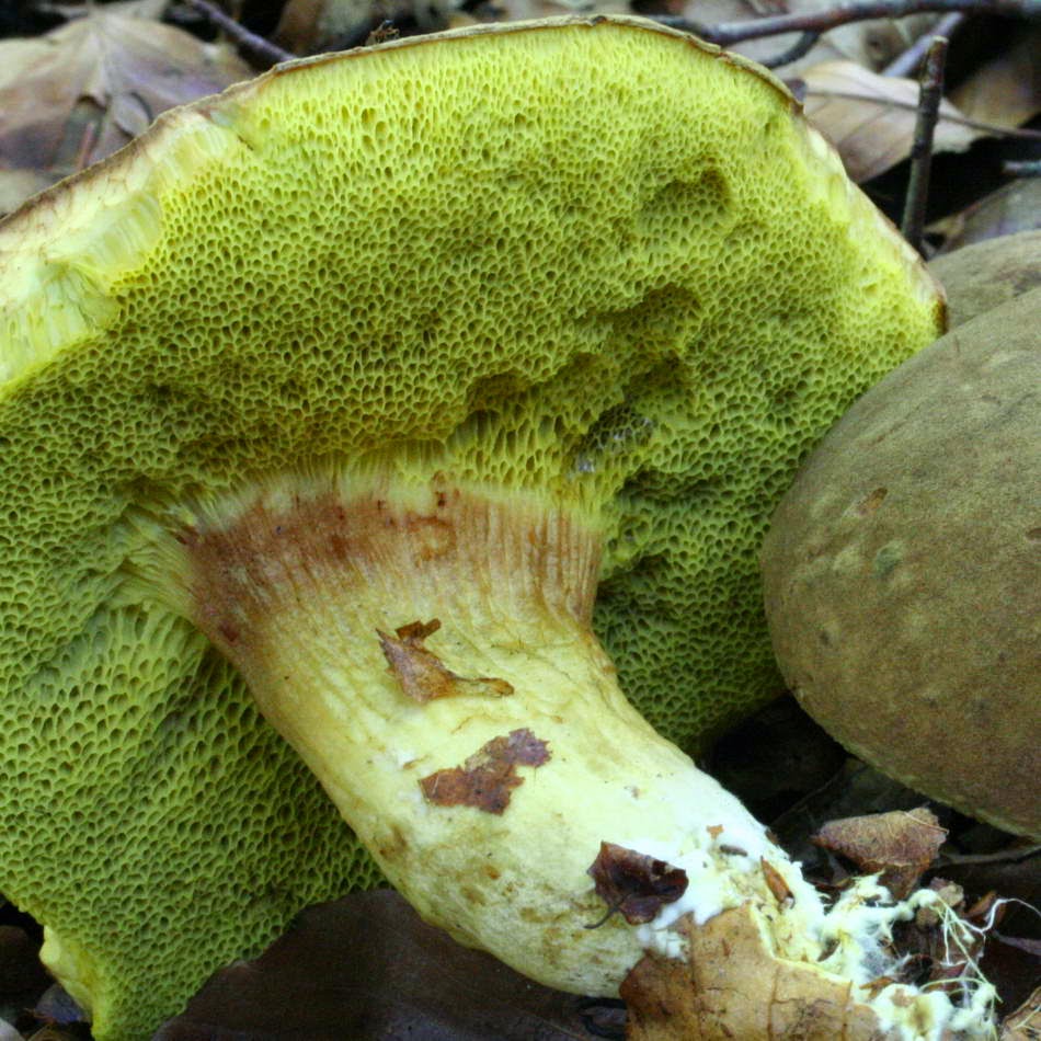 Guía de Setas y Hongos de Navarra.: Boletus subtomentosus L.