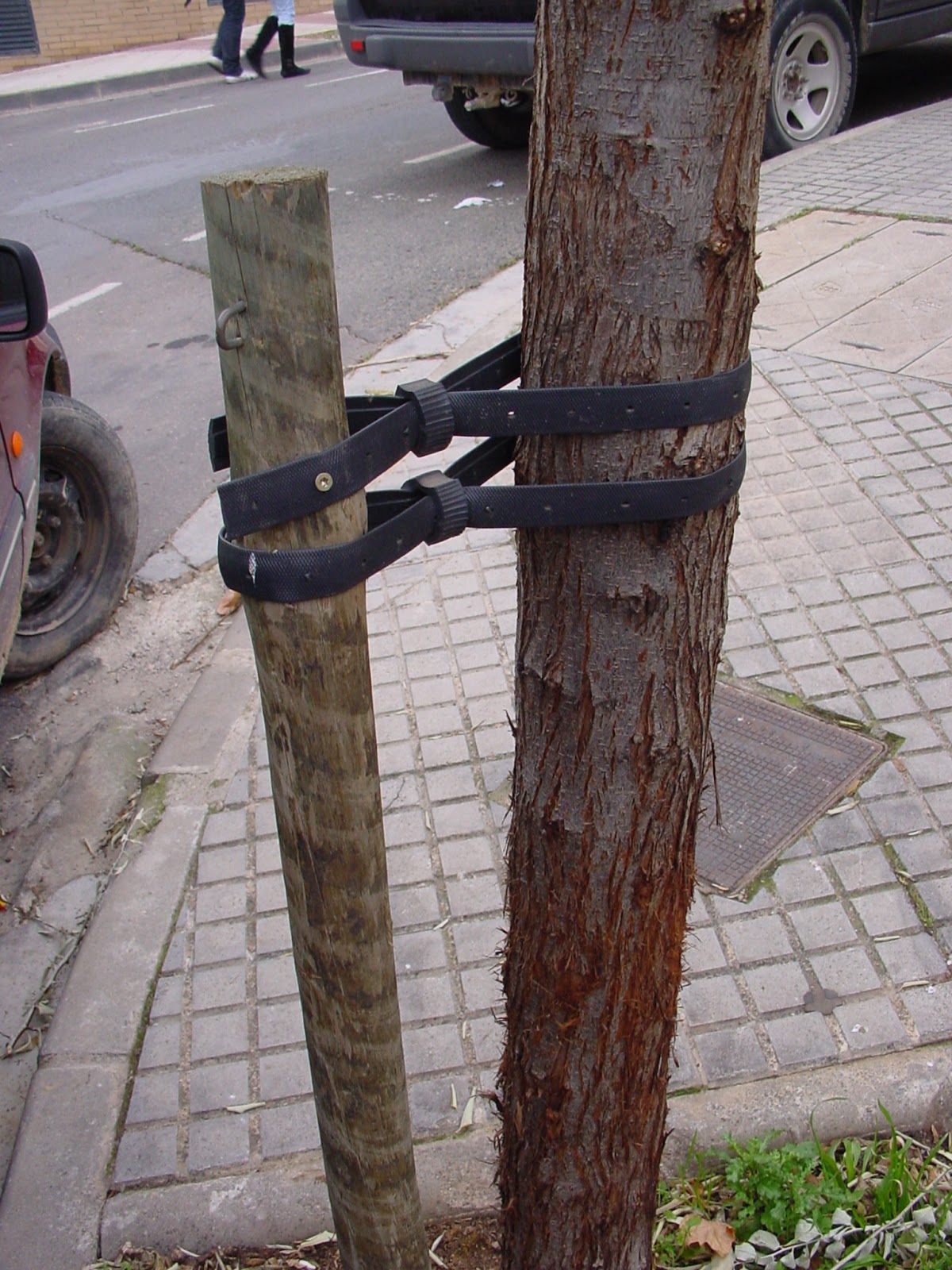Jardineria Eladio Nonay: SUJECIONES PARA ÁRBOLES (Jardinería Eladio Nonay)
