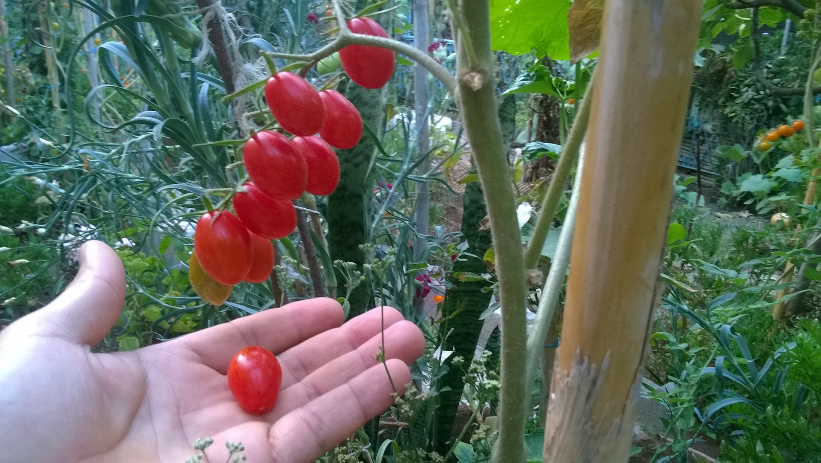History Of Tomatoes