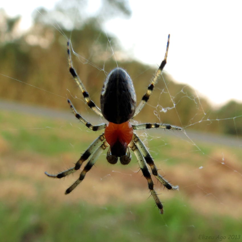 Insetologia - Identificação de insetos: Aranha Alpaida no Paraná