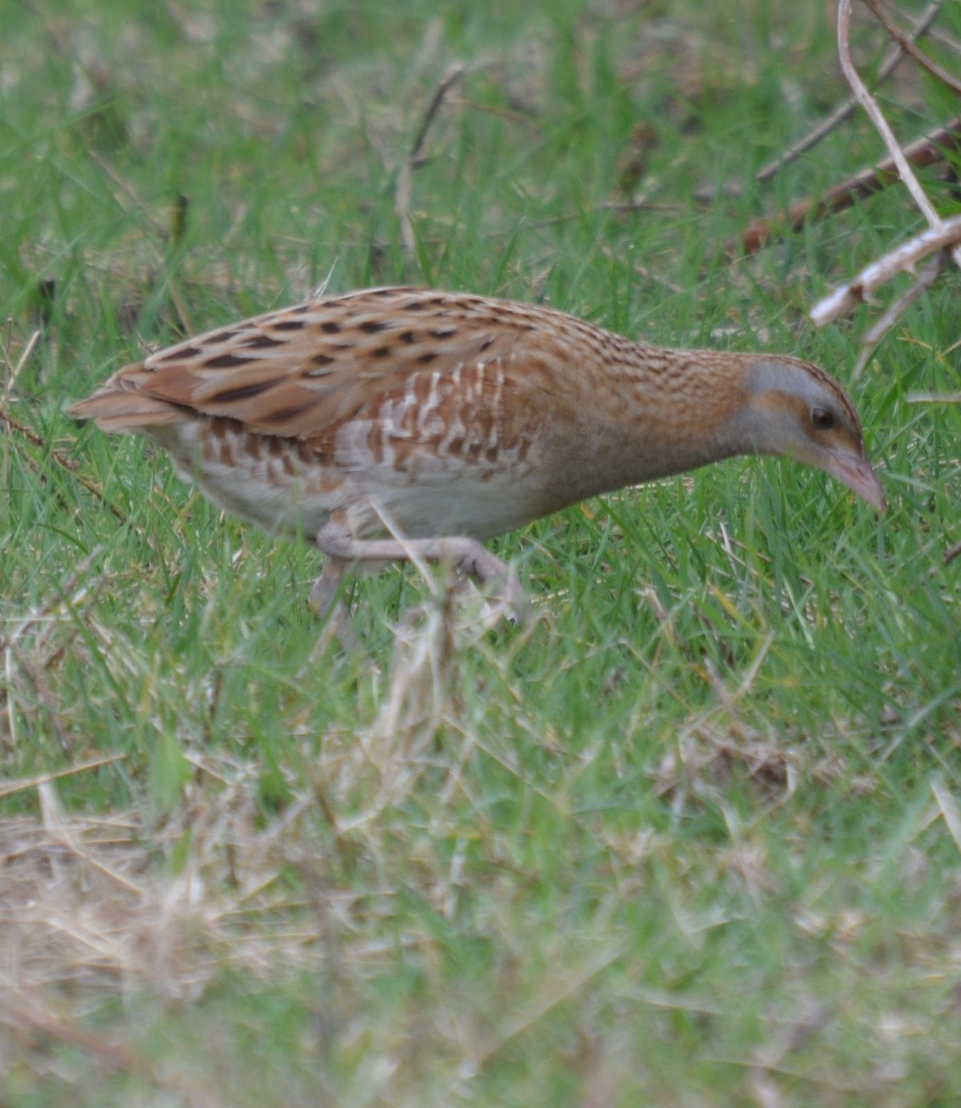 native2sussexbirding: Corncrake
