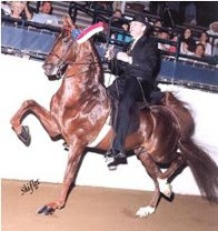 The American Saddlebred: 12/17/16 Wild Wind's stallion legacy, part 5