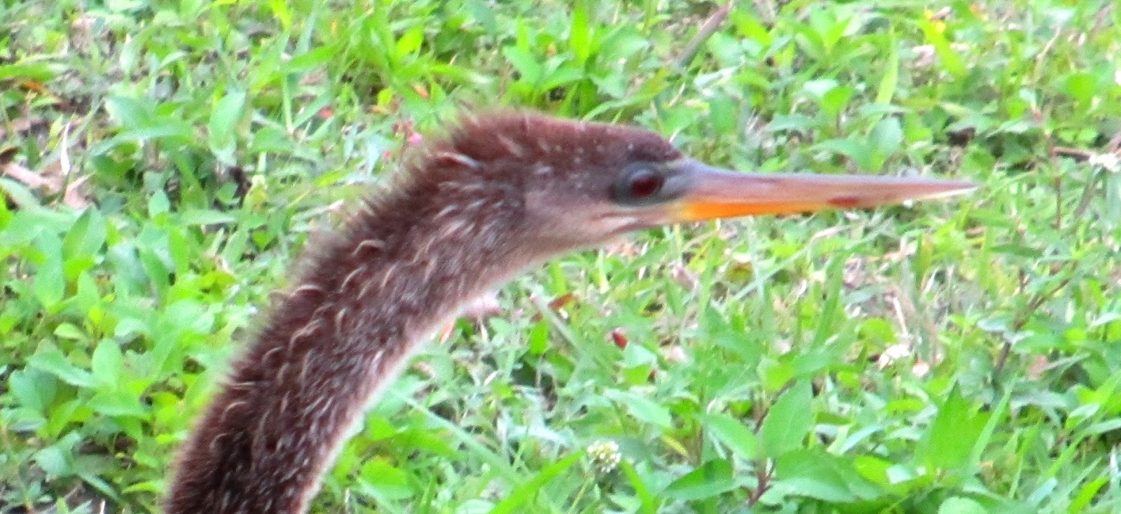 Cannundrums: Anhinga or American Darter