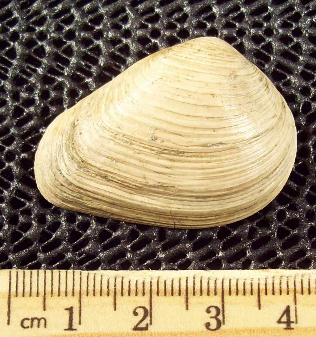 Louisville Fossils and Beyond: Crassatella vadosus Clam Fossil