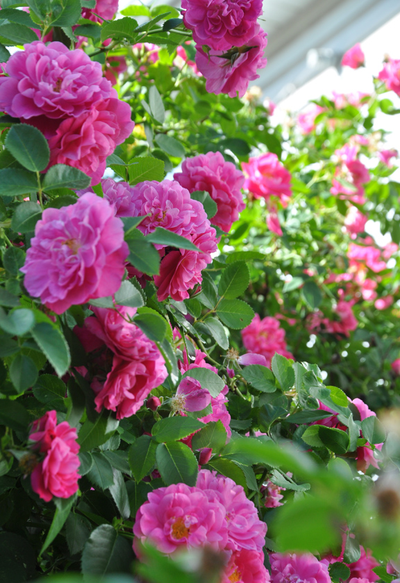 Three Dogs in a Garden: Roses, Peonies and Foxgloves