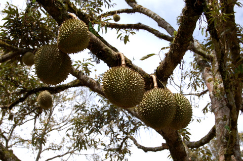 Durian Info: Durian: Crop Production Cycle and Orchard Management Practices