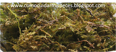 Musgo de Java - Vesicularia dubyana