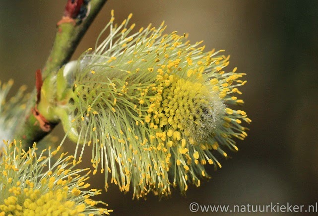 Wilgenkatjes