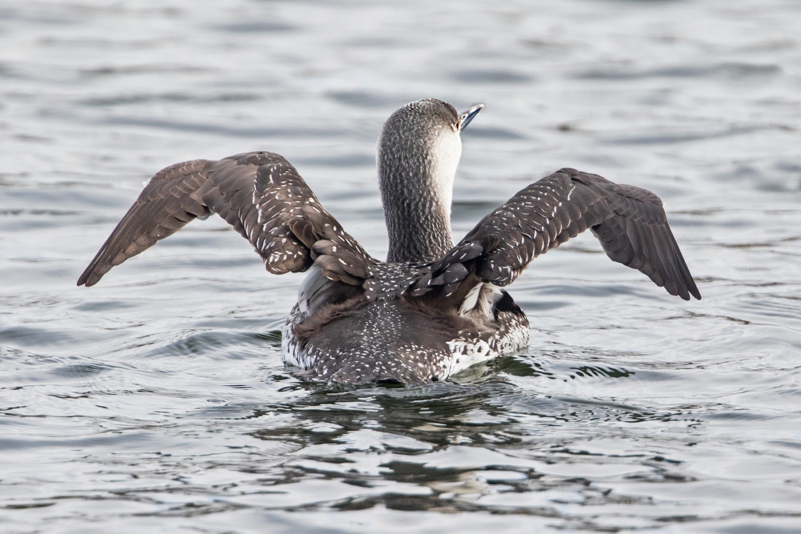 PETER'S PORTFOLIO..............Bird & Wildlife Photography: Red ...