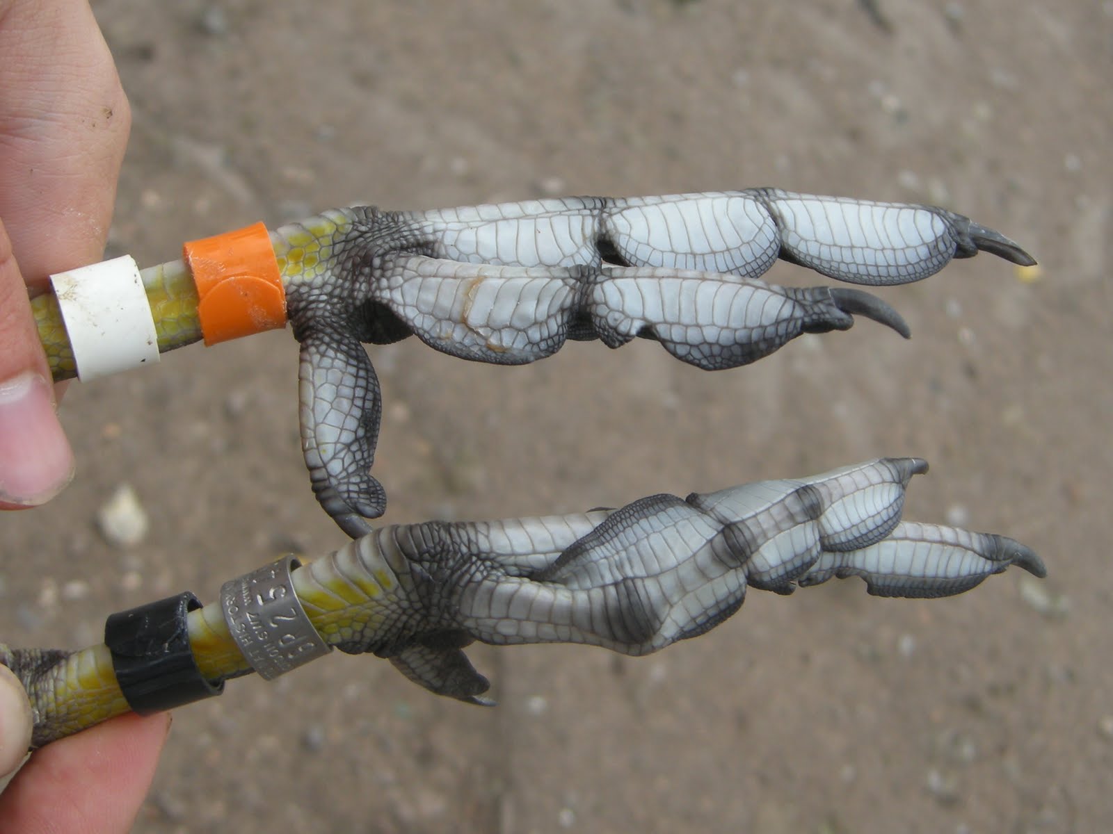 Quadruple banded bird!!! | Duck Hunting Forum