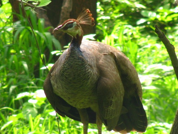 Devaang's Photography: BIRDS