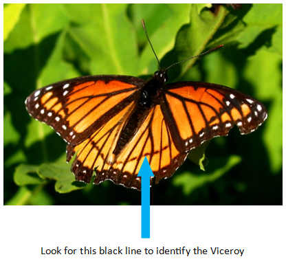 North Branch Nature Center: How to Identify a Monarch Butterfly