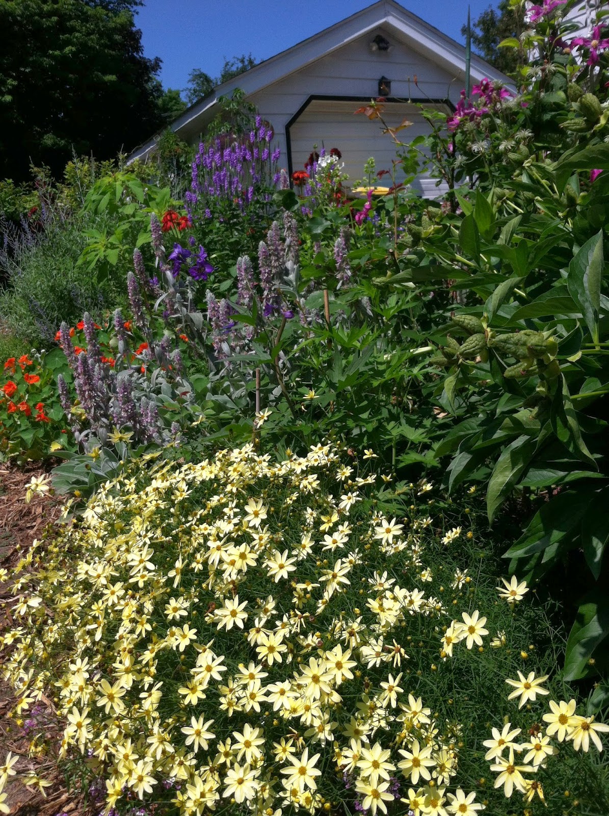 I Love My Garden: Reminiscing on Last Summer