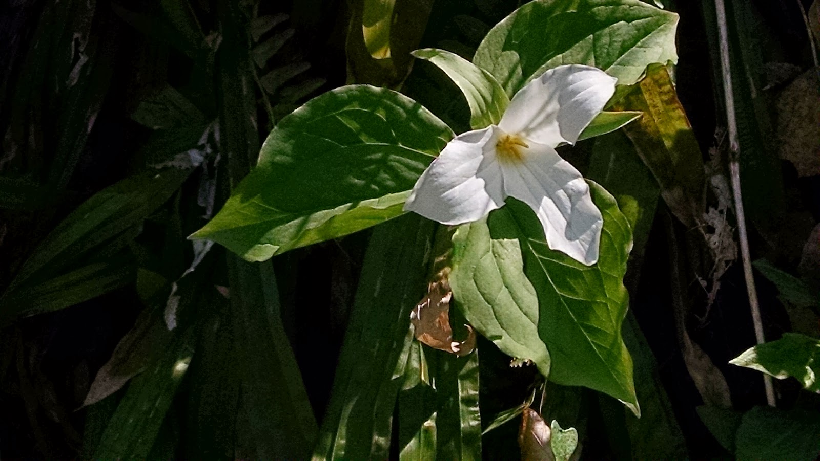 A View from the North Coast: Great Spring for Wildflowers in Northeast ...