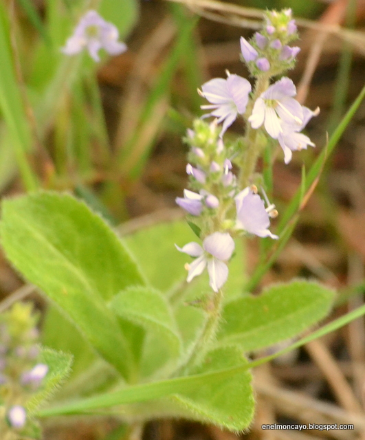 EN EL MONCAYO: Veronica sp