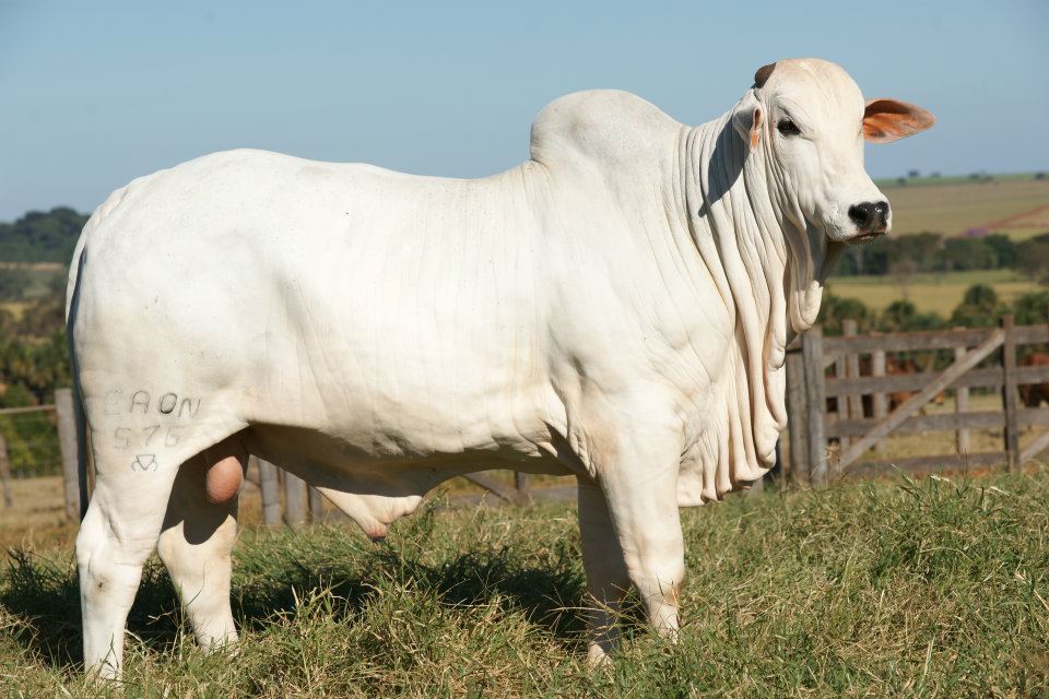 Dahora Rural do Sul da Bahia.: CRIAÇÃO DO GADO NELORE NO BRASIL