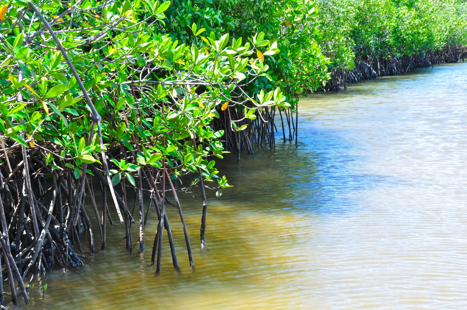 Mangroves Forest