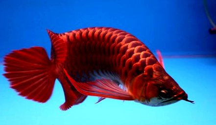 Jenis-Jenis Arwana Banjar dan Harganya - Tentang Ikan