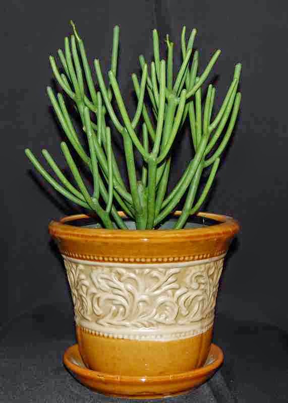 The Indoor Garden: Upright and Strong: the Pencil Cactus