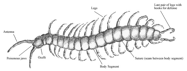 Ciências Biológicas: Filo Arthropoda V - Subfilo Myriapoda