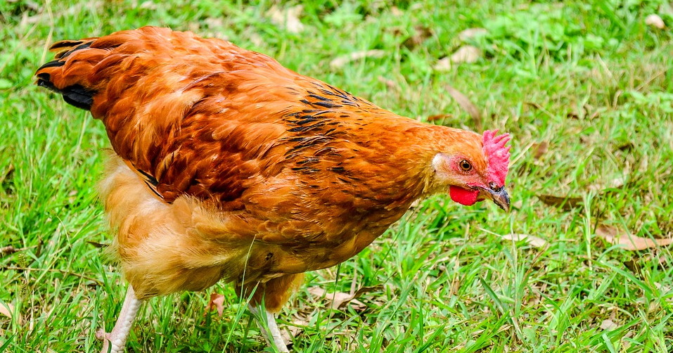 Ruffled Feathers: Poultry and Development