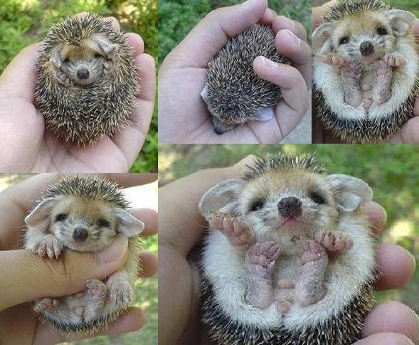 Neuropsicopedagogia na sala de aula: A fábula do porco - espinho.