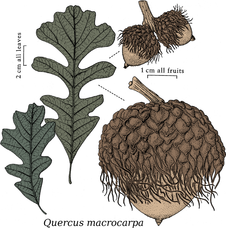 How to get Bur Oak ( Quercus macrocarpus ) to set seed, when very young.