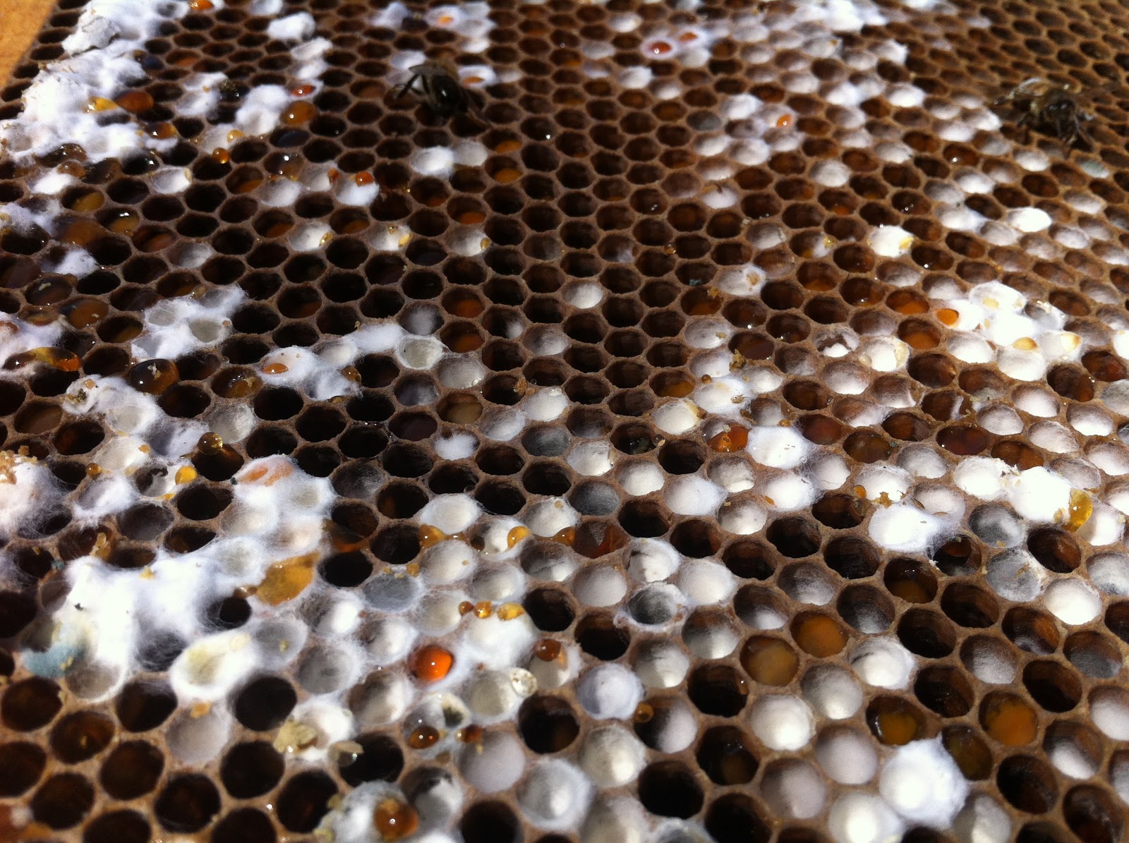 HONEY BEES: AN ADVENTURE: Mold , Mildew and Blue Cheese!