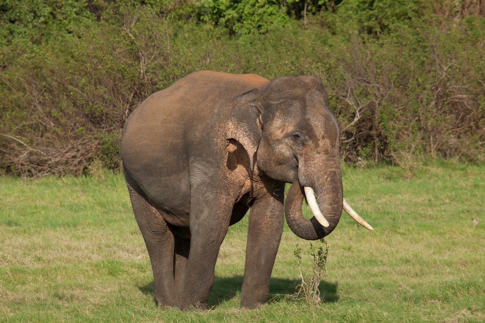 Susantha Yaddehige photography: Elephant gathering at Minneriya ...