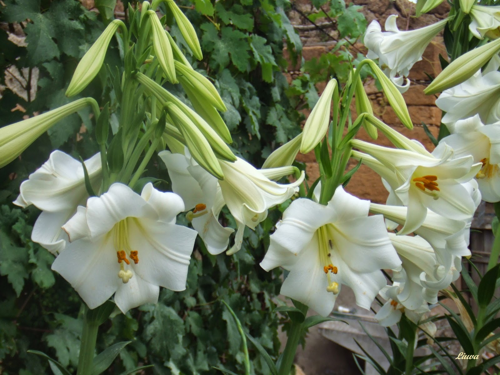 Flortografa Las Azucenas Nuestras Flores Del Mes De Mayo