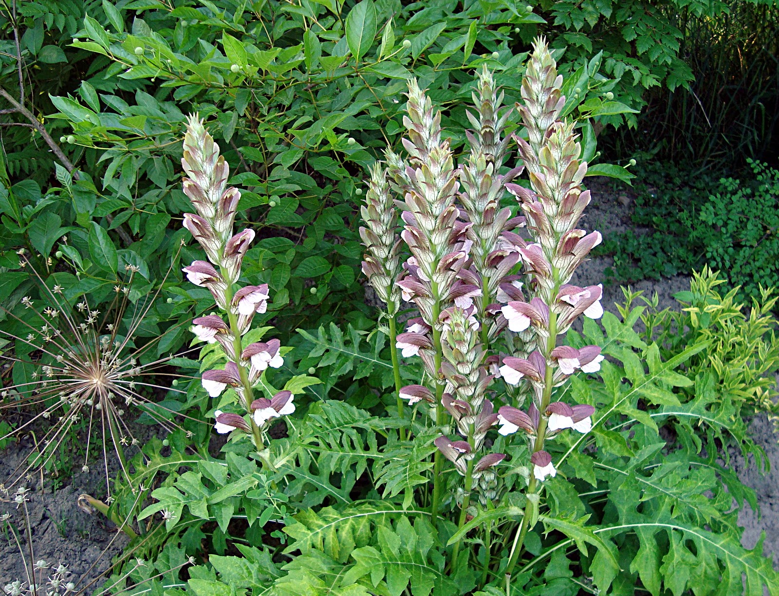 Z kwiatka na kwiatek w moim ogrodzie : Akant - Acanthus mollis