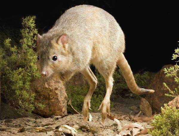 T.K. Wade -- Author: Marsupial Spotlight: Boodie