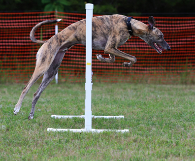 Greyhound Puppy Blog: Greyhound Agility
