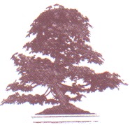 The Maple Tree Clinic: The Maple Tree Clinic History