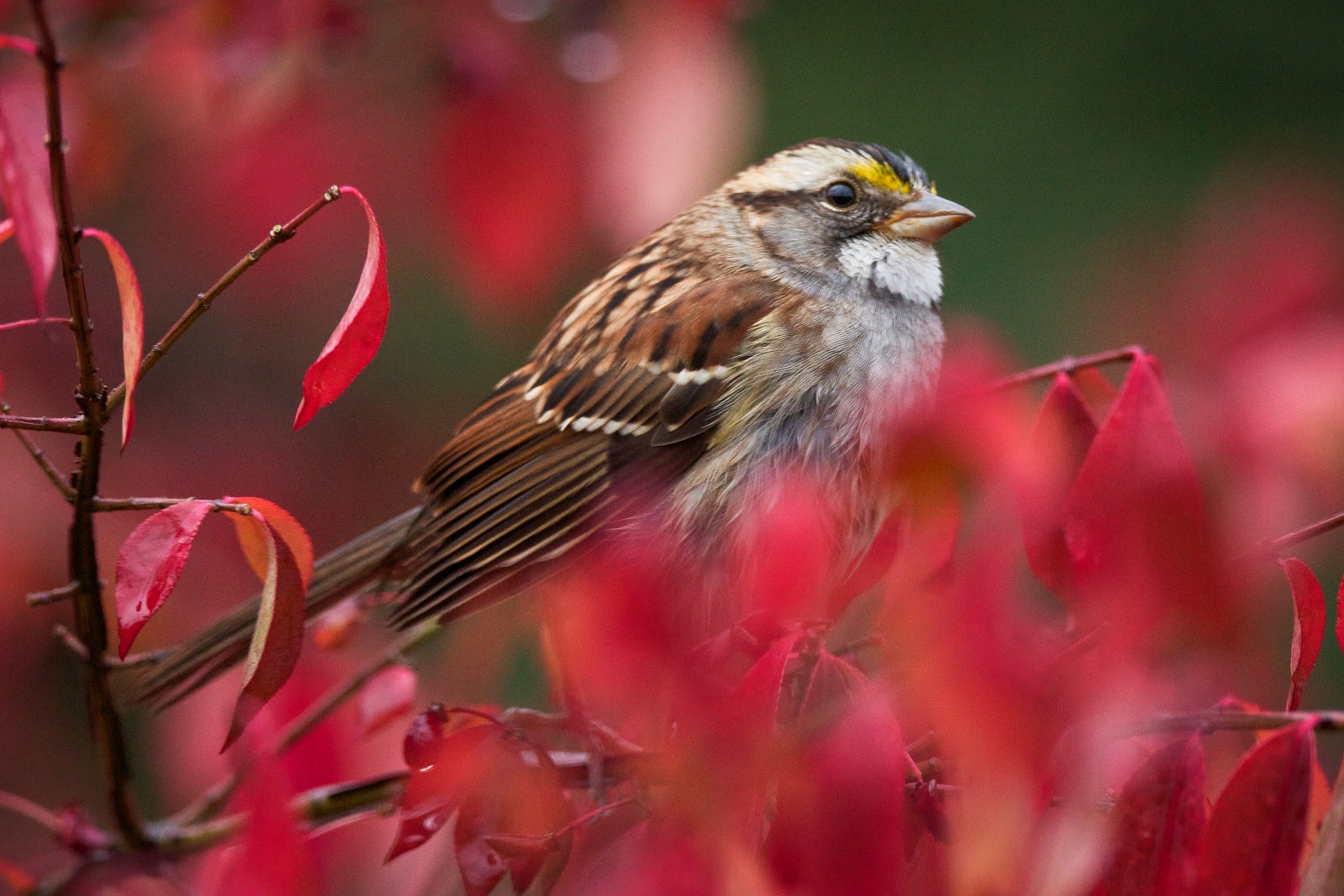 Feather Tailed Stories: White-throated Sparrow