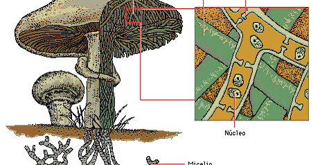 SIMPLEMENTE LLAMADOS HONGOS: Quitina