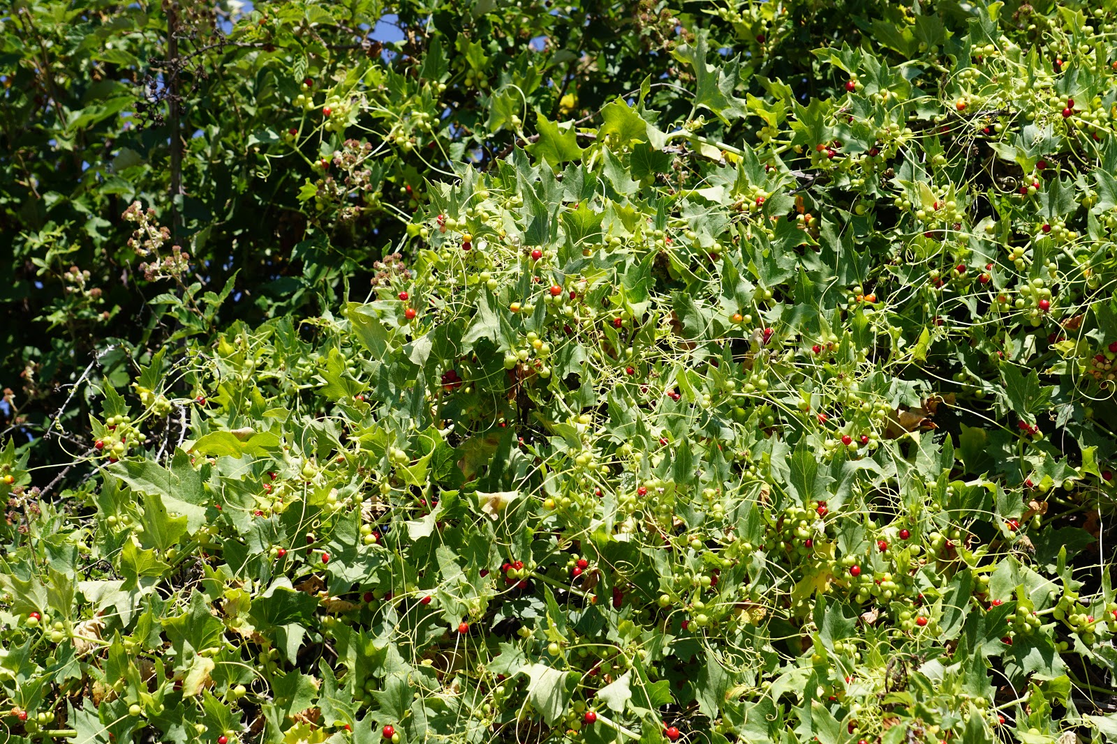 Plantas de Huerta Otea, Salamanca: Nueza, nabo del diablo (Bryonia dioica)