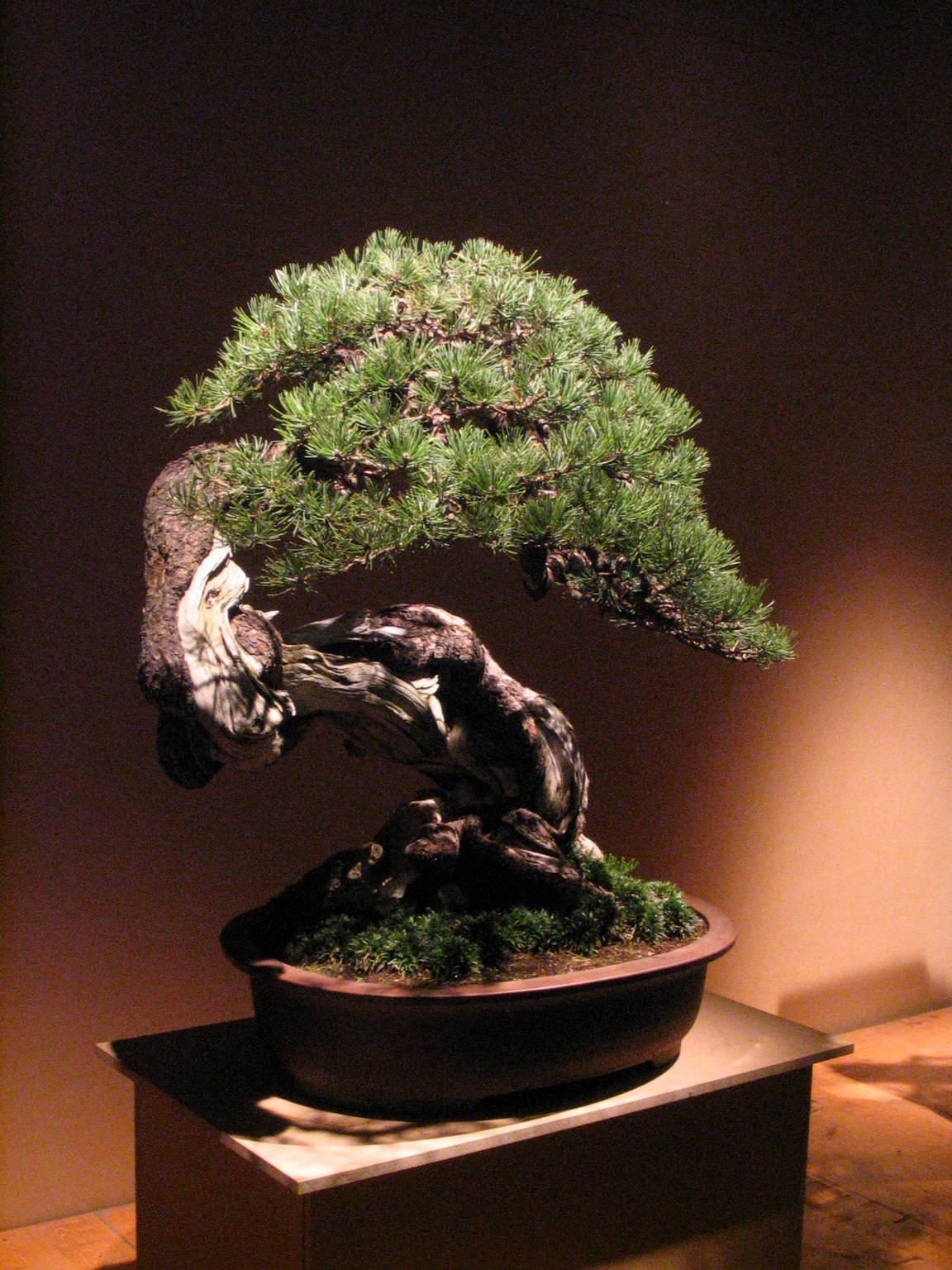 All HD: Bonsai