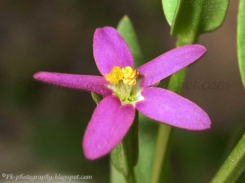 Weed Flowers | Nature, Cultural, and Travel Photography Blog