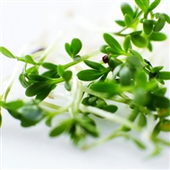 Det sunde liv: Karse til påske