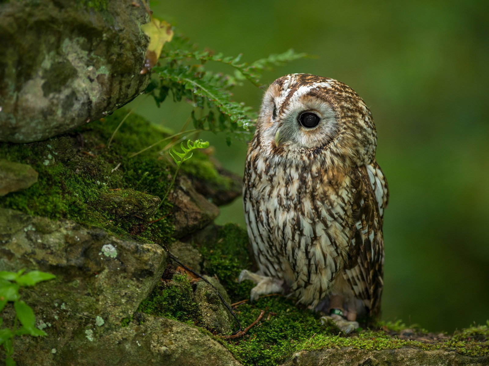 Imágenes de búhos para FaceBook - Imagui