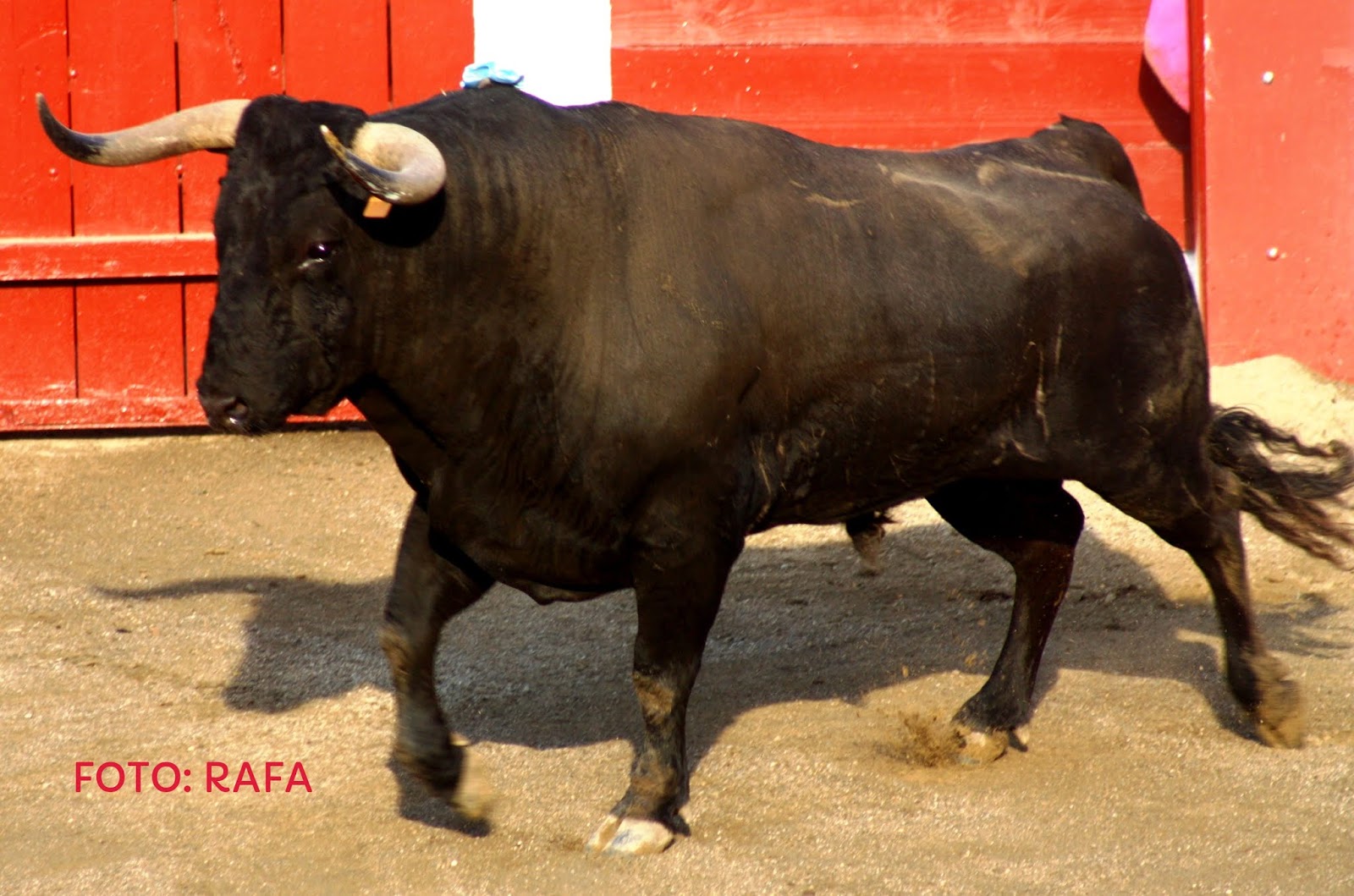 Toreo en Red Hondo: CÉRET DE TOROS, 2018 (3): 'SORTIJERO' SALVÓ A CAROLINA