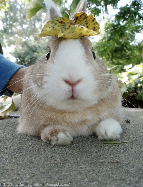 Cute and funny pictures of animals 46, Bunny 5.