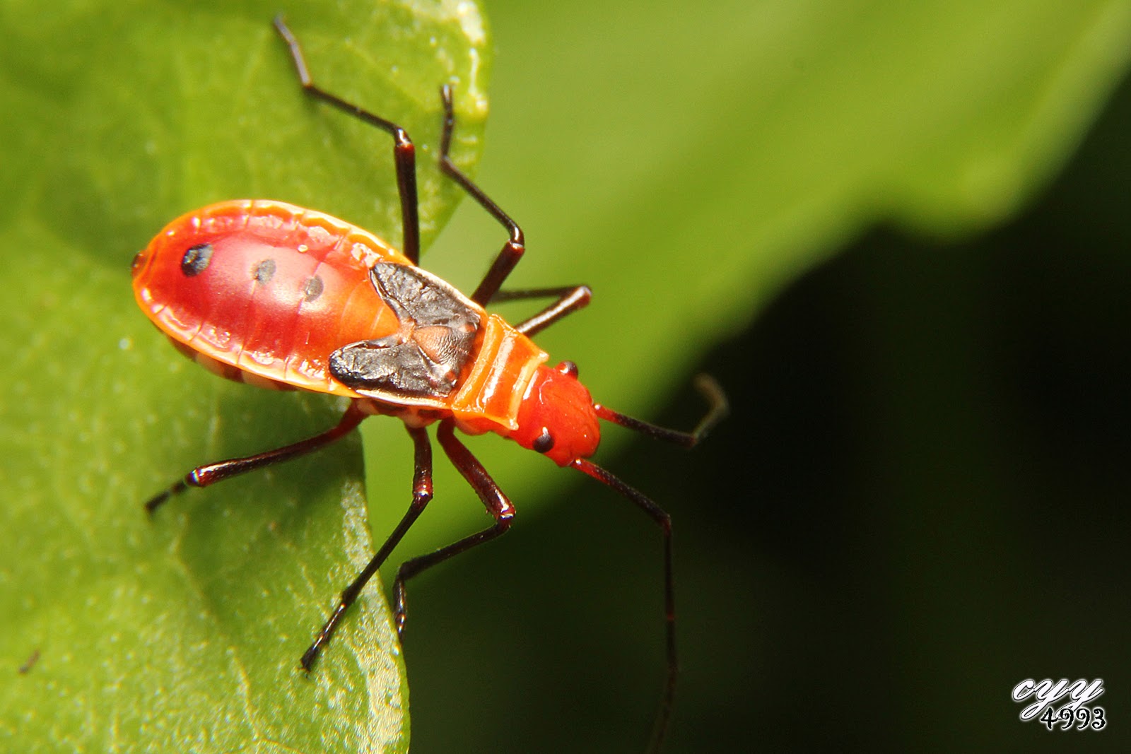 cyy4993: Cotton Stainers Nymph[Pyrrhocoridae] (Dysdercus Cingulatus) 星椿象若虫