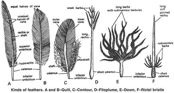 Voluntários na Madeira: O estudo das penas para identificar espécies (I)